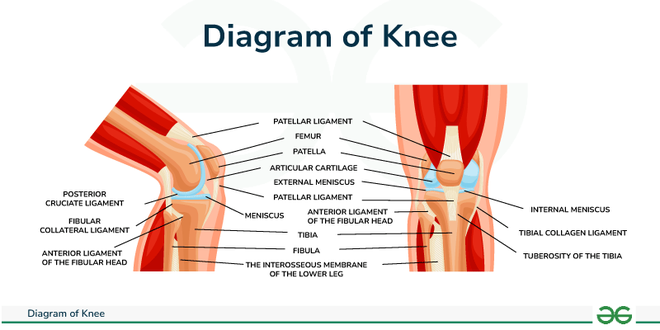Diagram Of Knee GeeksforGeeks