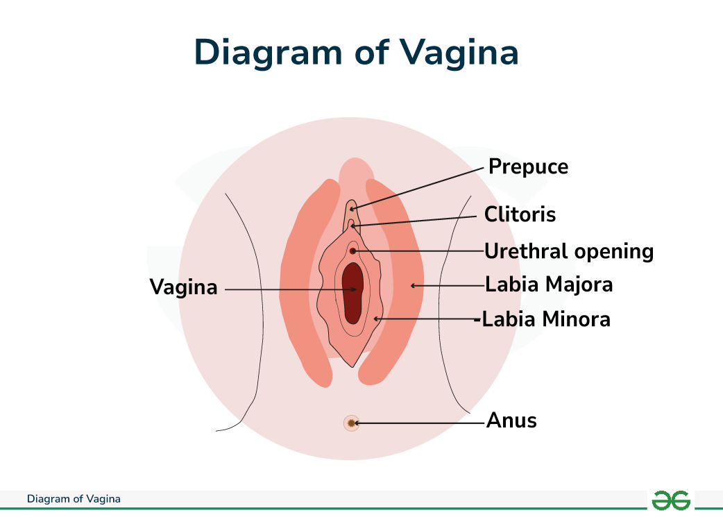 Diagram Of Vagina Anatomy And Functions GeeksforGeeks Diagram Of Vagina Anatomy And Functions GeeksforGeeks
