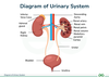 Diagram of Urinary System - GeeksforGeeks