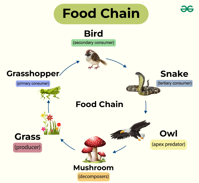 Diagram Of Food Chain GeeksforGeeks Diagram Of Food Chain GeeksforGeeks