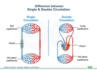 What is Single Circulation? - GeeksforGeeks