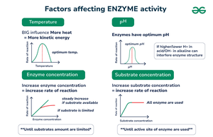 Factors Affecting Enzyme Activity - GeeksforGeeks