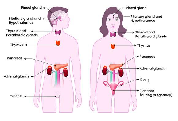 Diagram of Human Organs - GeeksforGeeks