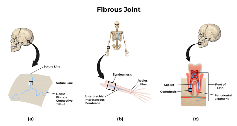 Types of Joints - Classification of Joints in Human Body - GeeksforGeeks