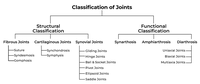 Types of Joints - Classification of Joints in Human Body - GeeksforGeeks