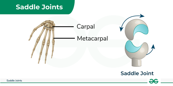 Types of Joints - Classification of Joints in Human Body - GeeksforGeeks
