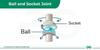 Types of Joints - Classification of Joints in Human Body - GeeksforGeeks