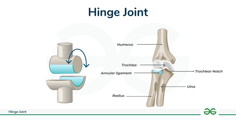Types of Joints - Classification of Joints in Human Body - GeeksforGeeks