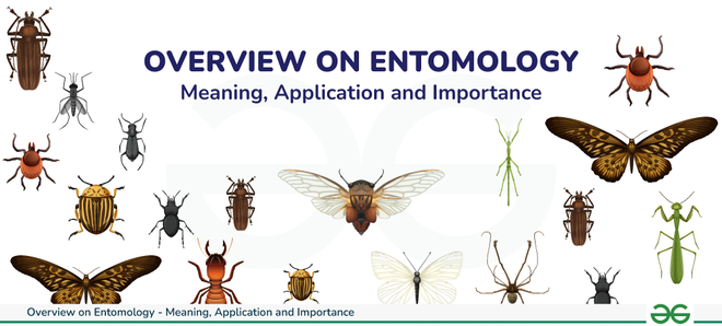 An Overview on Entomology - GeeksforGeeks