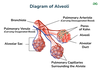 Diagram of Alveoli - GeeksforGeeks