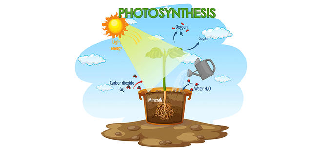 Diagram of Photosynthesis - GeeksforGeeks