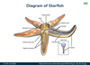Diagram of Starfish - GeeksforGeeks