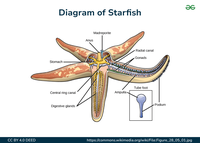Diagram of Starfish - GeeksforGeeks