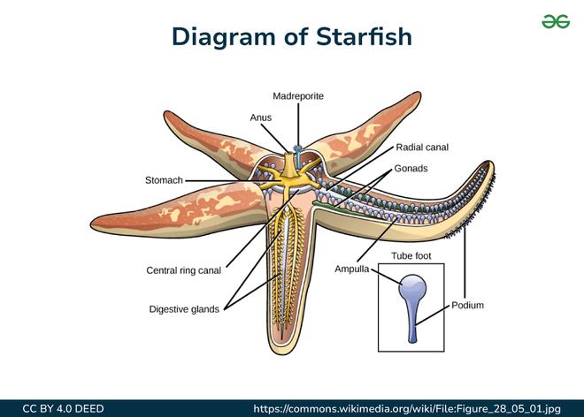 Diagram of Starfish - GeeksforGeeks