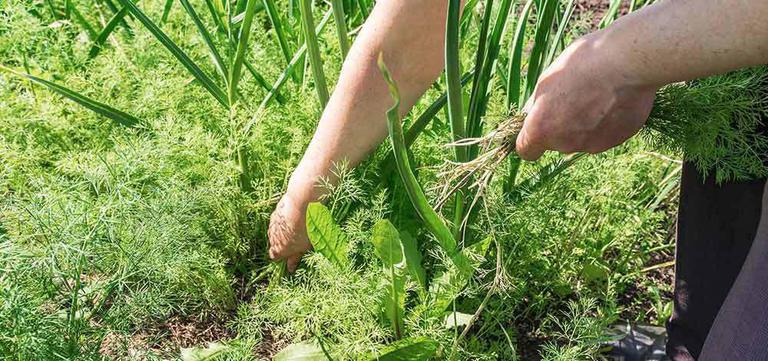 Basic Practices of Crop Production - GeeksforGeeks