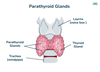 Endocrine System - GeeksforGeeks