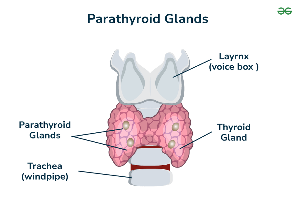 Endocrine System - GeeksforGeeks