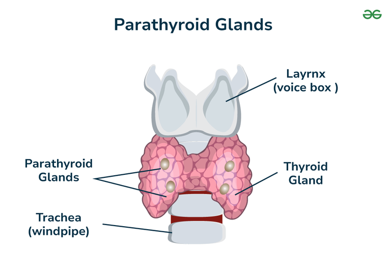 Endocrine System - GeeksforGeeks