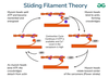 Sliding Filament Theory - GeeksforGeeks