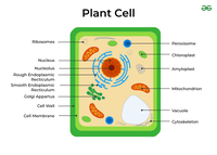 Diagram of Plant Cell - GeeksforGeeks