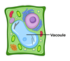 Plant Cell - GeeksforGeeks