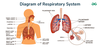 Respiratory System Diagram - GeeksforGeeks