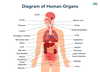 Diagram of Human Organs - GeeksforGeeks