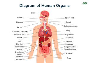 Difference Between Tissues and Organs - GeeksforGeeks