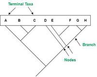 Phylogenetic Tree | Construction and Overview - GeeksforGeeks