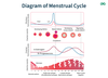 Diagram of Menstrual Cycle - GeeksforGeeks