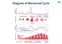 Diagram of Menstrual Cycle - GeeksforGeeks