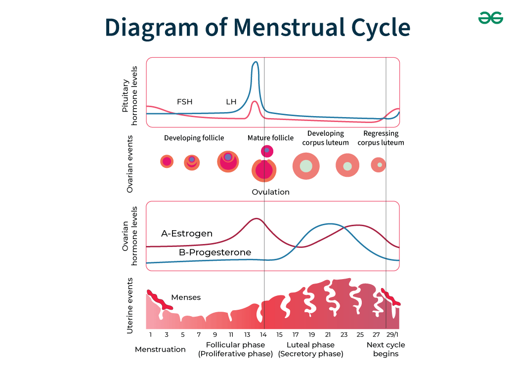 Diagram Of Menstrual Cycle GeeksforGeeks