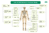 List of the 206 Bones in Human Body - GeeksforGeeks