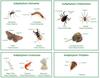 Class 9 Biology - Phylum Arthropoda - GeeksforGeeks