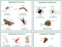 Class 9 Biology - Phylum Arthropoda - GeeksforGeeks