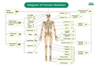 Diagram of Human Skeleton - GeeksforGeeks