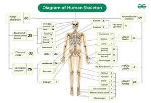 Diagram of Human Skeleton - GeeksforGeeks