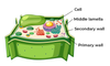 Cell Wall Diagram - GeeksforGeeks