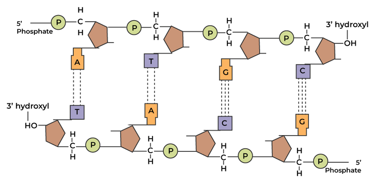 Diagram of DNA Structure - GeeksforGeeks