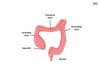 Role of Other Organs In Excretion - GeeksforGeeks
