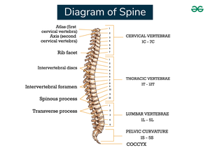 Diagram of Spine - GeeksforGeeks