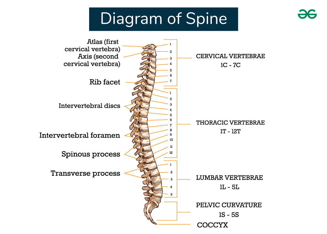 Diagram Of Spine GeeksforGeeks