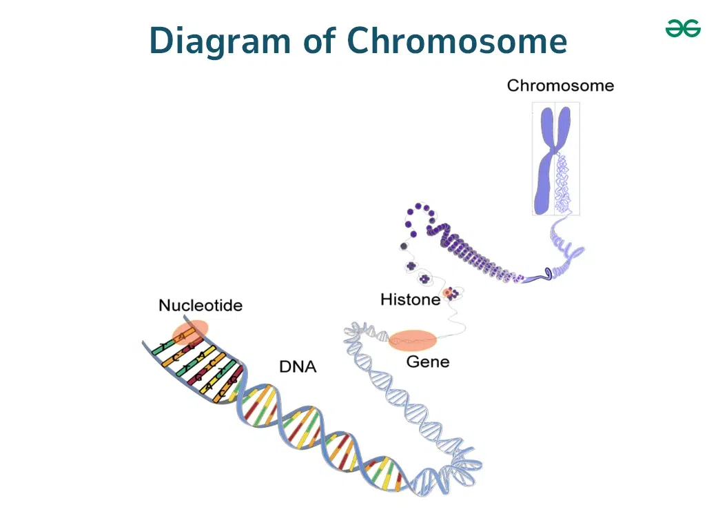 Chromosome Diagram GeeksforGeeks Chromosome Diagram GeeksforGeeks