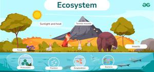 Diagram of Ecosystem - GeeksforGeeks