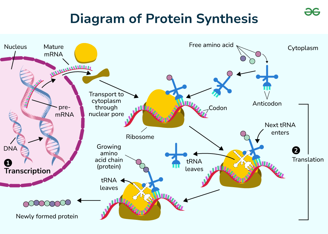 Diagram Of Protein Synthesis GeeksforGeeks