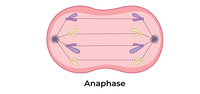 Anaphase - GeeksforGeeks