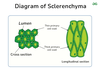 Sclerenchyma Diagram - GeeksforGeeks