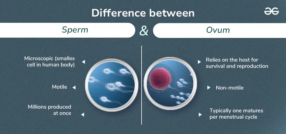 Difference Between Sperm And Ovum GeeksforGeeks Difference Between Sperm And Ovum GeeksforGeeks