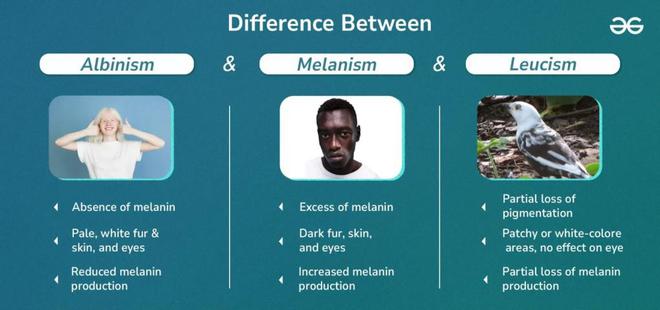 Difference Between Albinism, Melanism And Leucism - GeeksforGeeks
