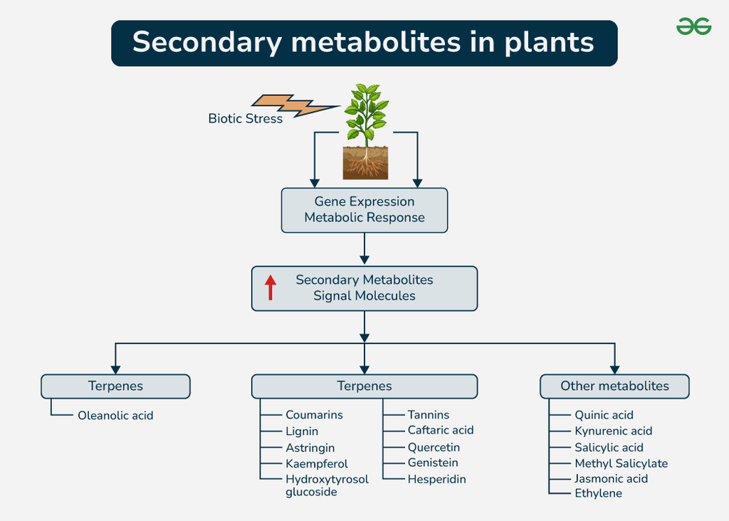 What are Metabolites - Primary and Secondary Metabolites - GeeksforGeeks